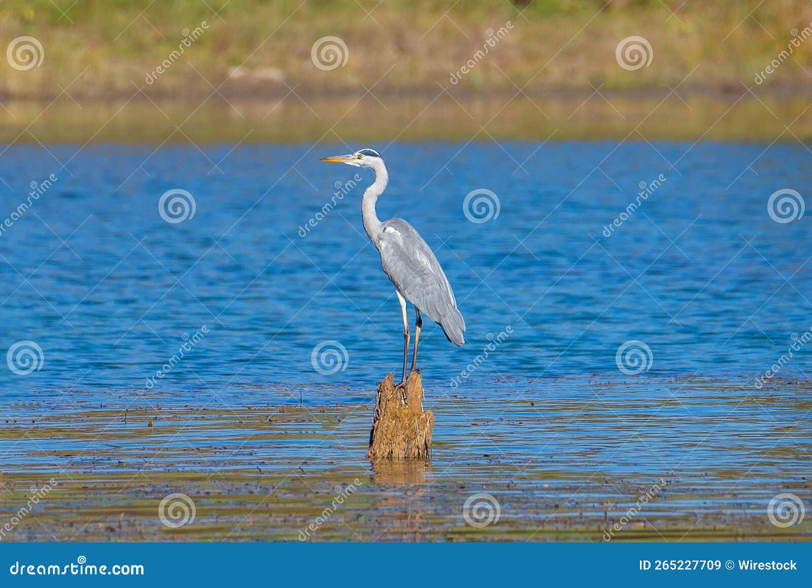 Ave De Garza Gris Sobre Un Trozo De Agua Imagen de archivo - Imagen de ...