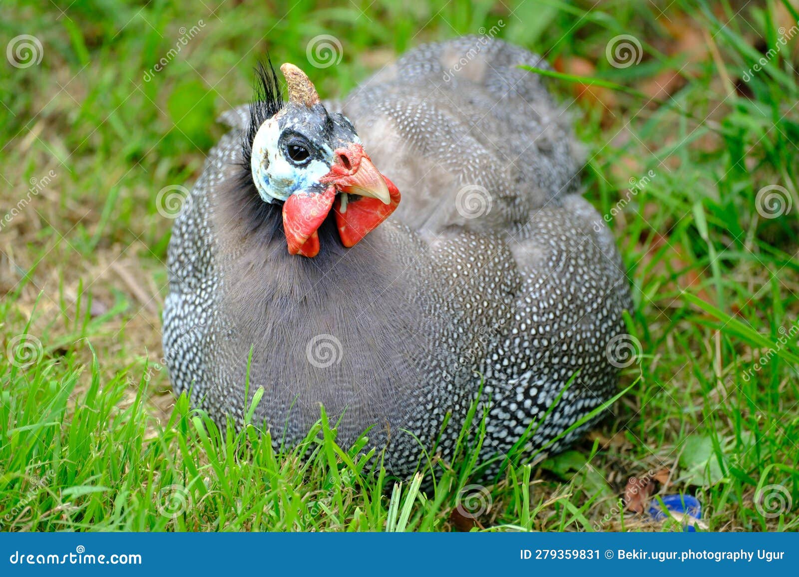 Ave de guinea imagen de archivo. Imagen de gallo, codornices - 279359831