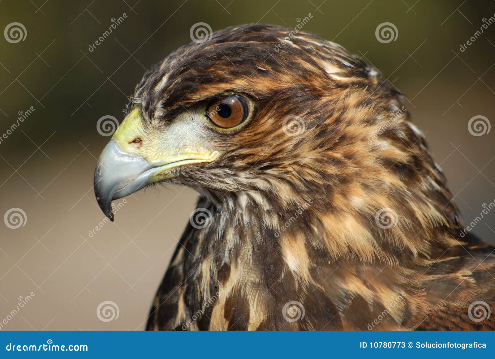 Ave de rapina imagem de stock. Imagem de selvagem, fauna - 10780773