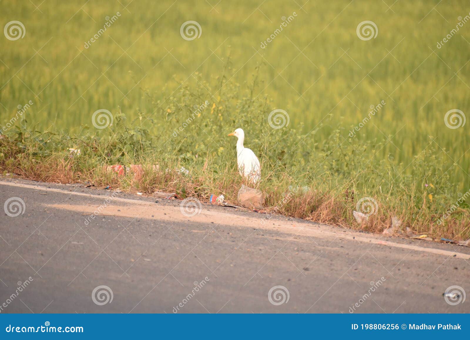Ave egreta comendo comida foto de stock. Imagem de waterfowl - 198806256