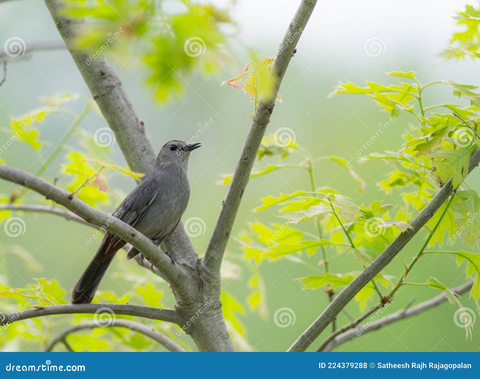 Ave gris foto de archivo. Imagen de fauna, nuevo, campo - 224379288