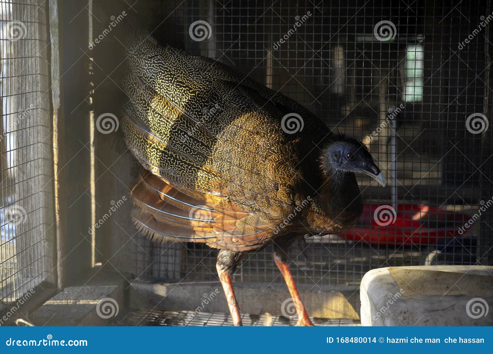Ave guineafowa en una copa foto de archivo. Imagen de pluma - 168480014