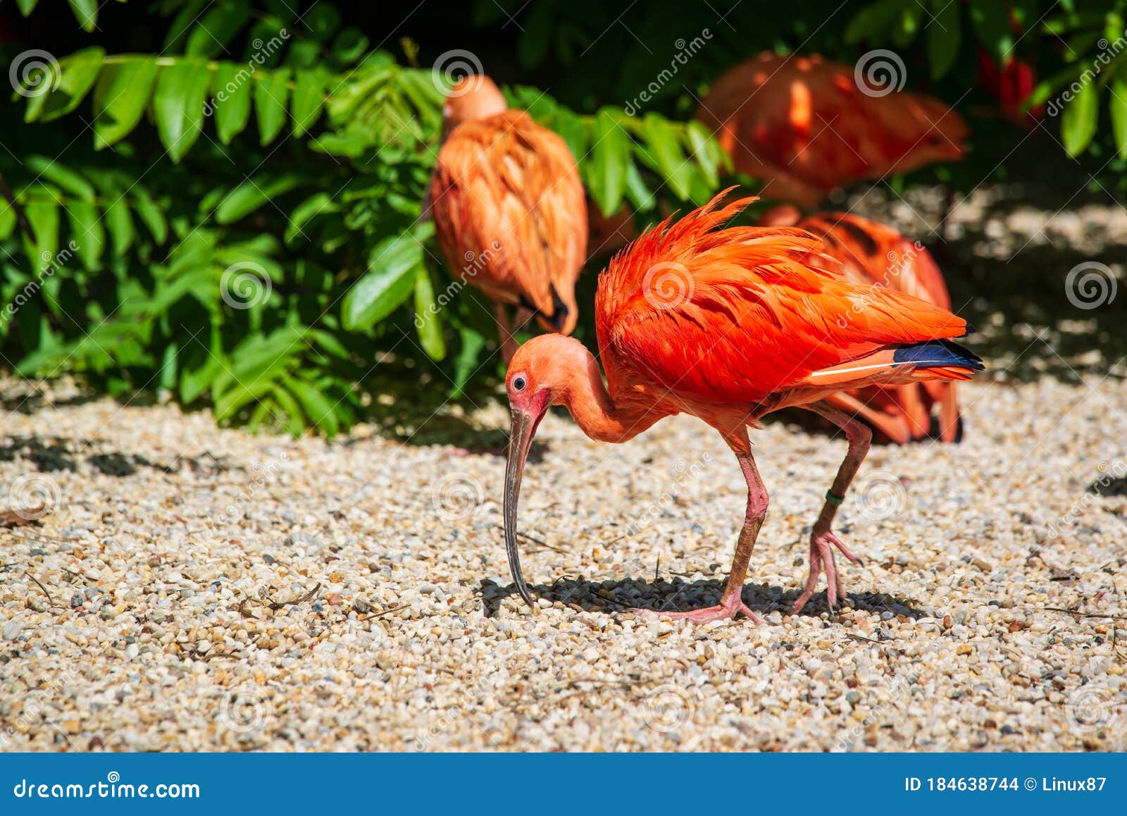 Ave ibis de escarlata foto de archivo. Imagen de fauna - 184638744