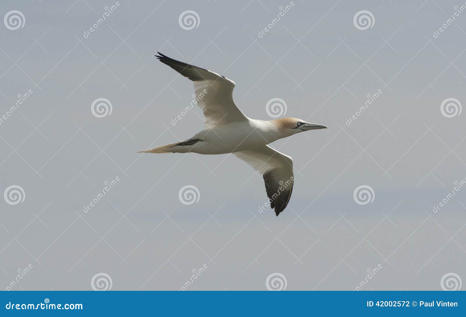 Ave Marinho Do Albatroz Em Voo Foto de Stock - Imagem de wildlife, nave ...