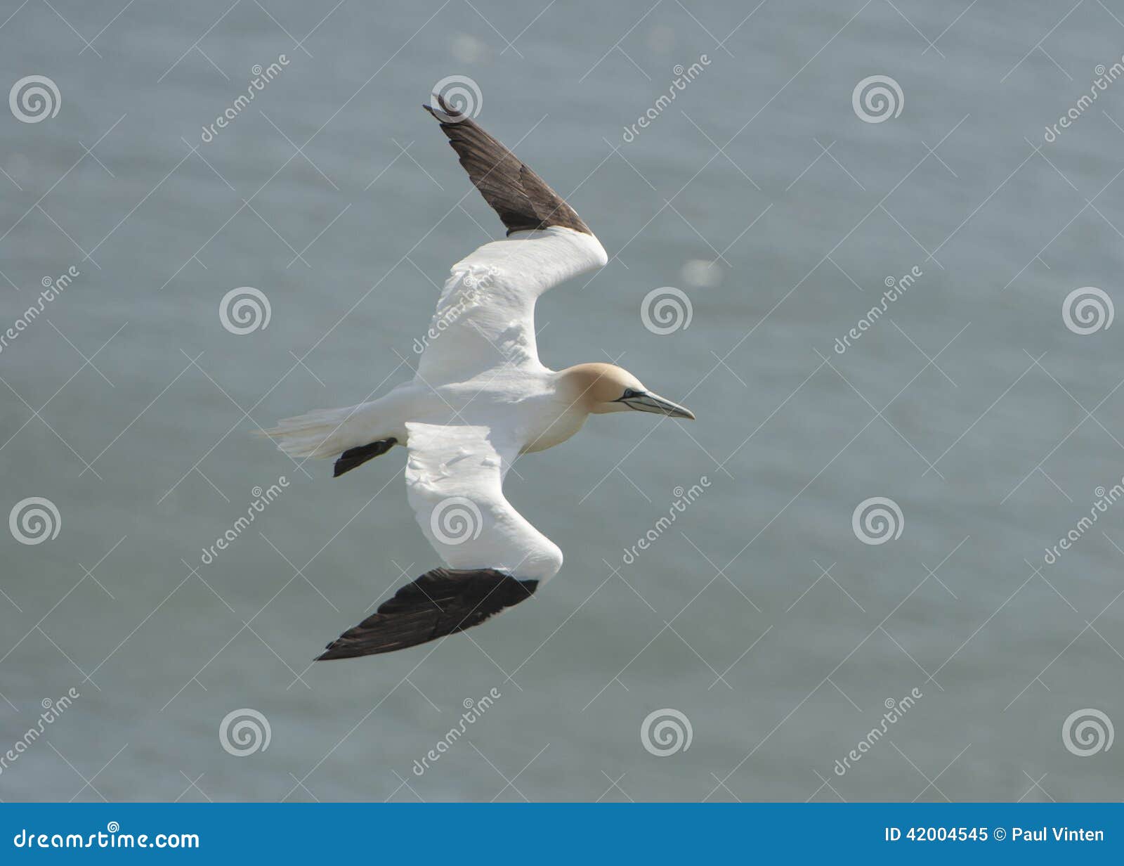Ave Marinho Do Albatroz Em Voo Imagem de Stock - Imagem de wildlife ...