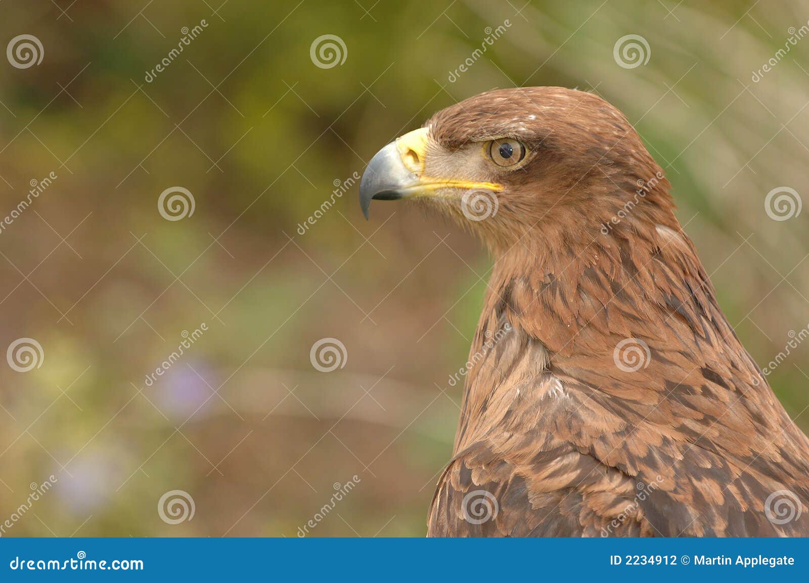 Ave rapaz marrón foto de archivo. Imagen de blanco, plumas - 2234912