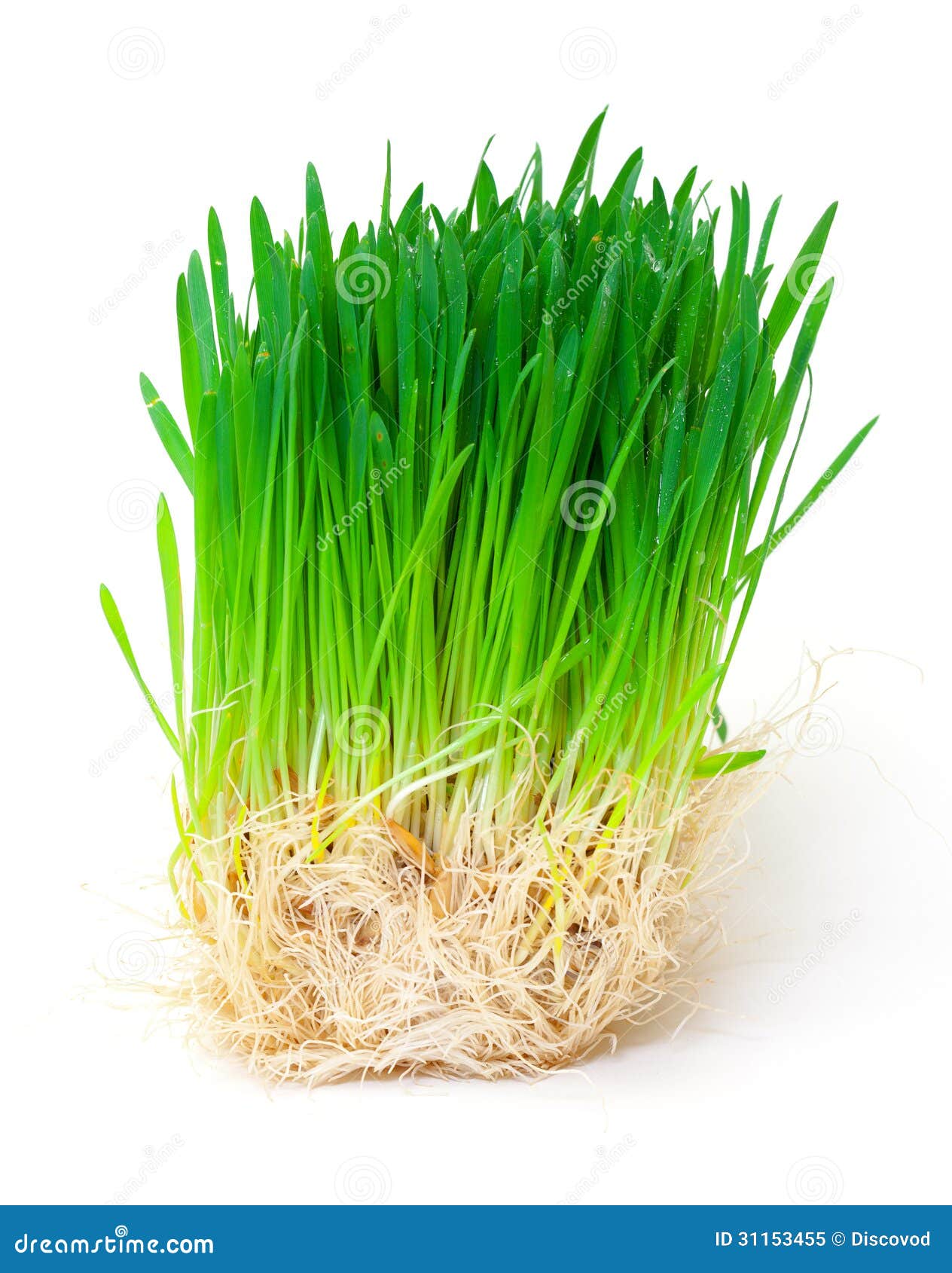 Aveia Germinada Das Sementes Com Orvalho Da Gota Imagem de Stock ...