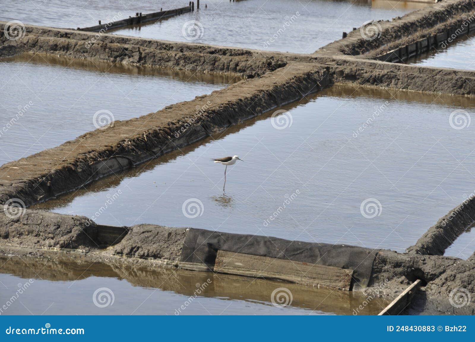 Aveiro Salt Marshes in Portugal Stock Image - Image of nature, europe ...