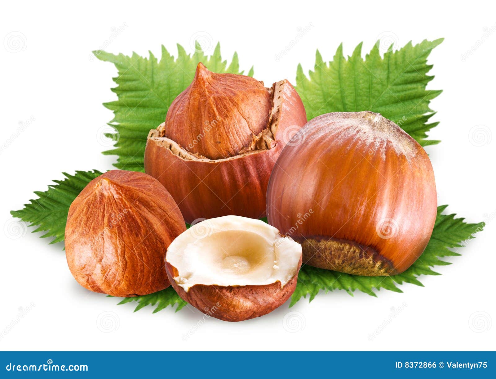 Aveline photo stock. Image du normal, ingrédient, séparément - 8372866