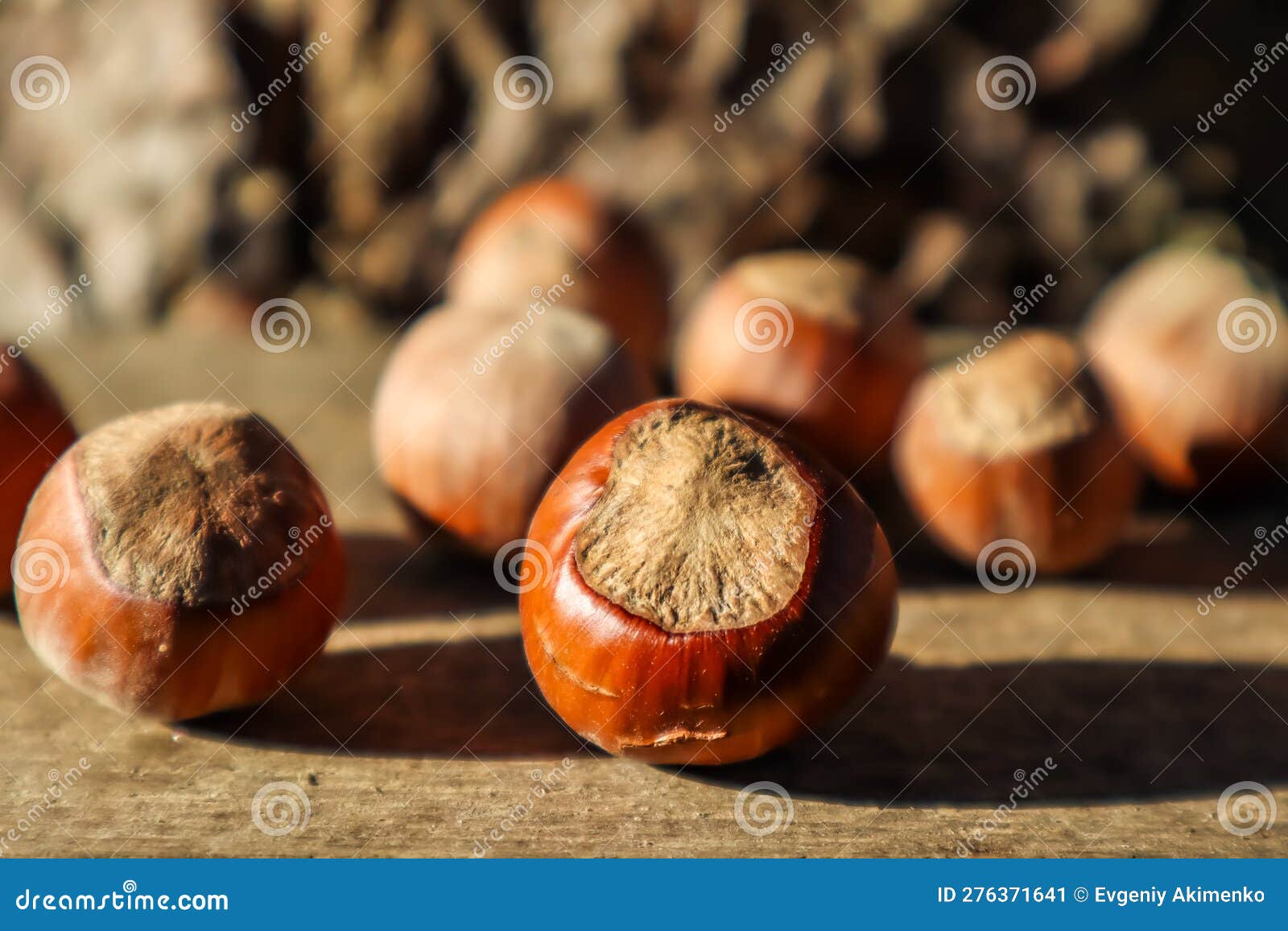 Avellanas Encerradas En Una Casa De Ardillas Imagen de archivo - Imagen de ardilla, avellanas ...