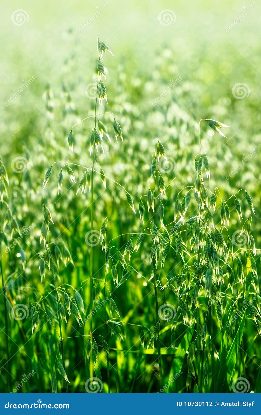 Avena fotografia stock. Immagine di pianta, paese, rurale - 10730112