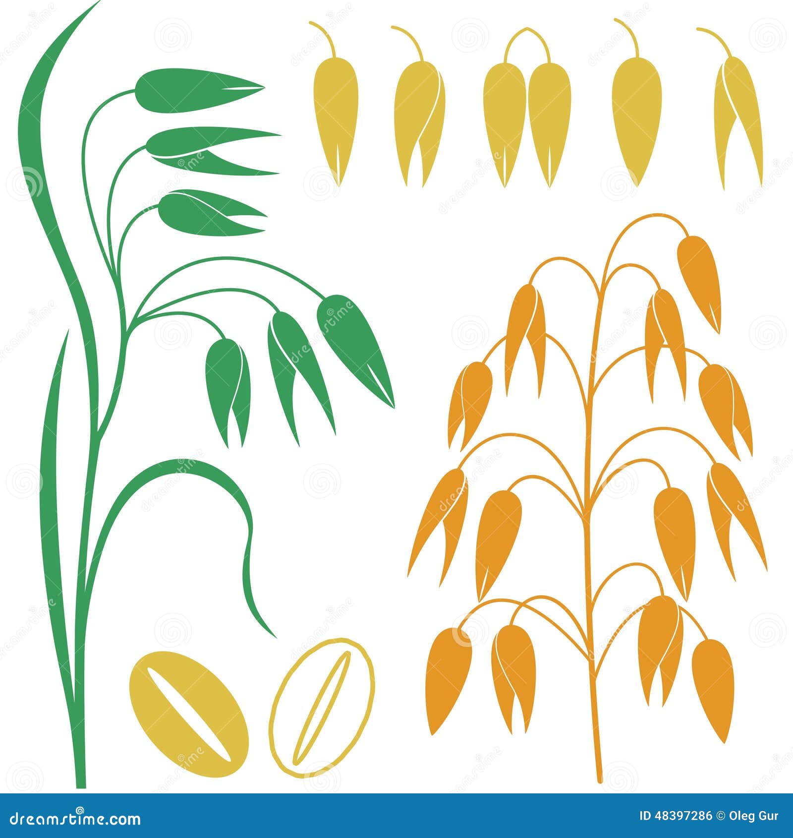 Avena ilustración del vector. Ilustración de campo, extracto - 48397286