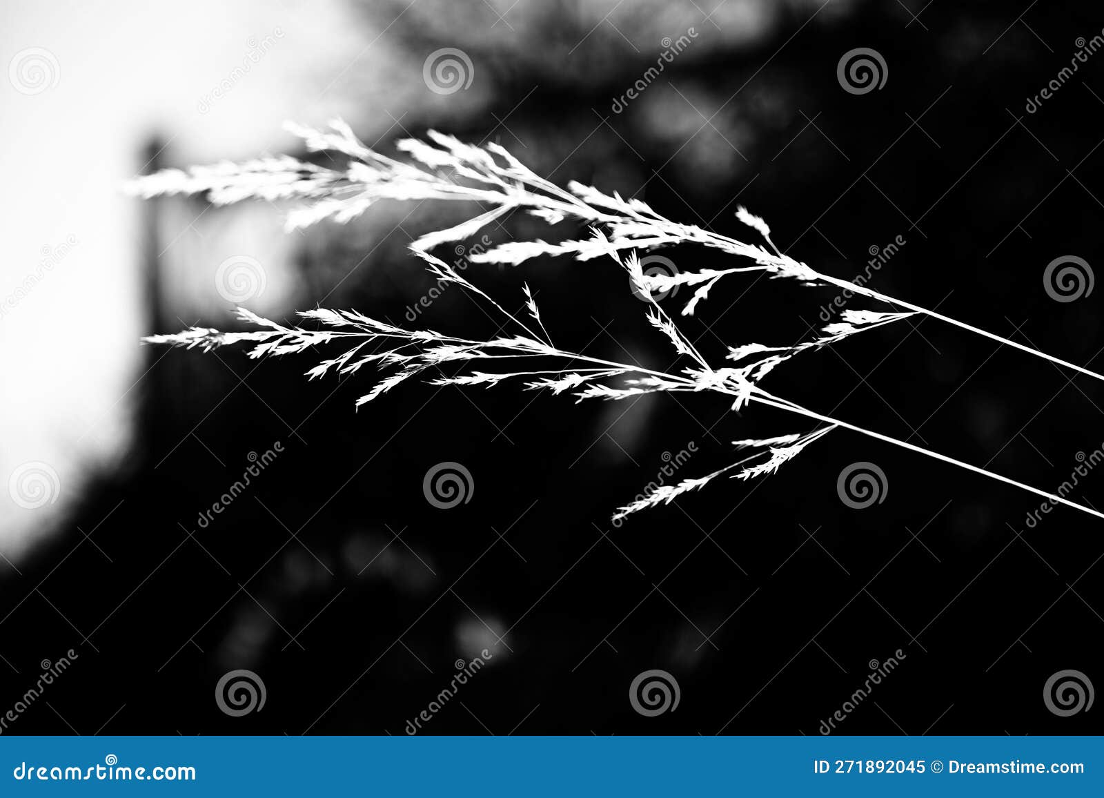 Avena Barbata Grass in a Dark Forest Stock Image - Image of blades ...