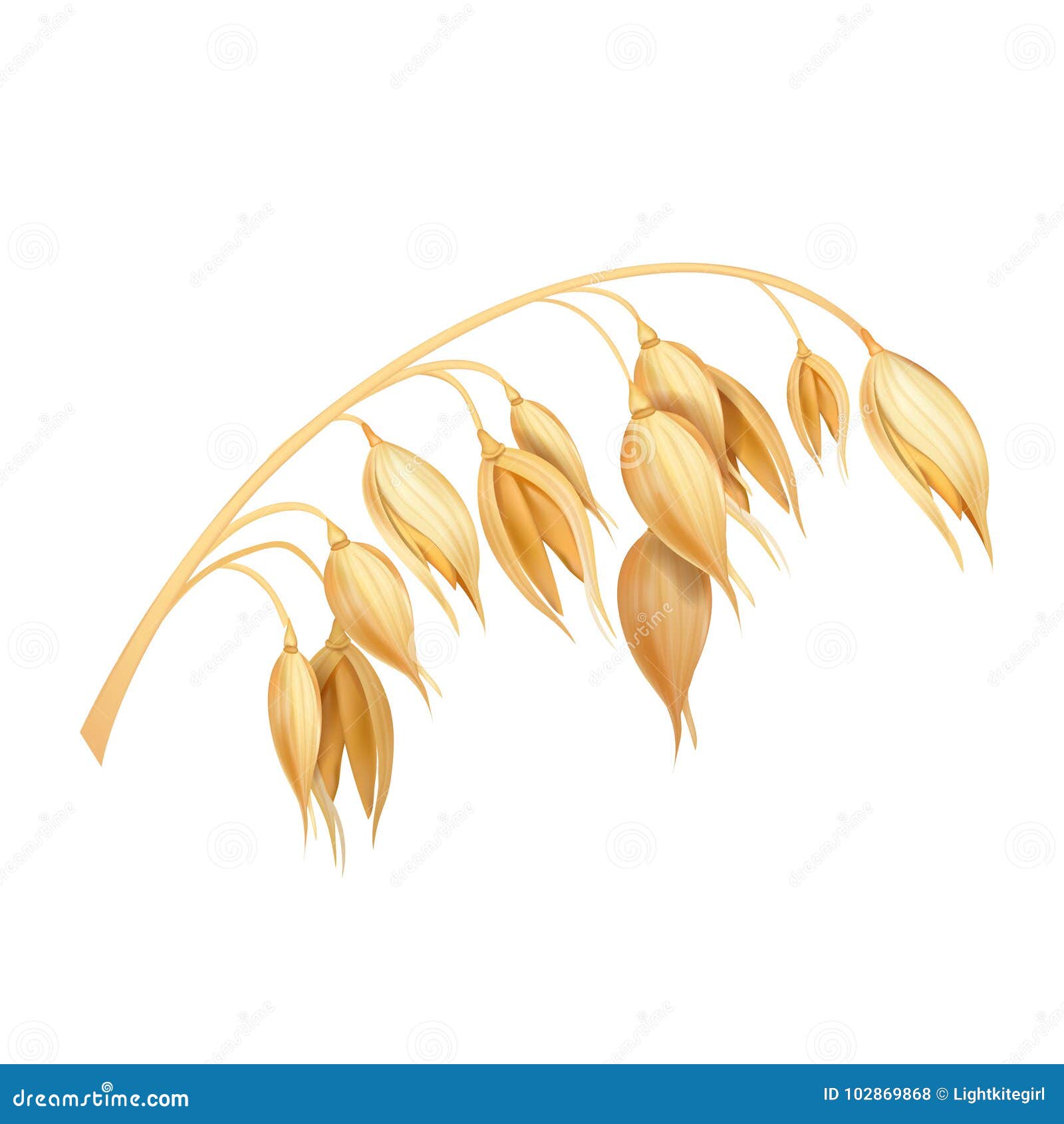 Avena, Ejemplo Realista Del Vector Ilustración del Vector - Ilustración ...