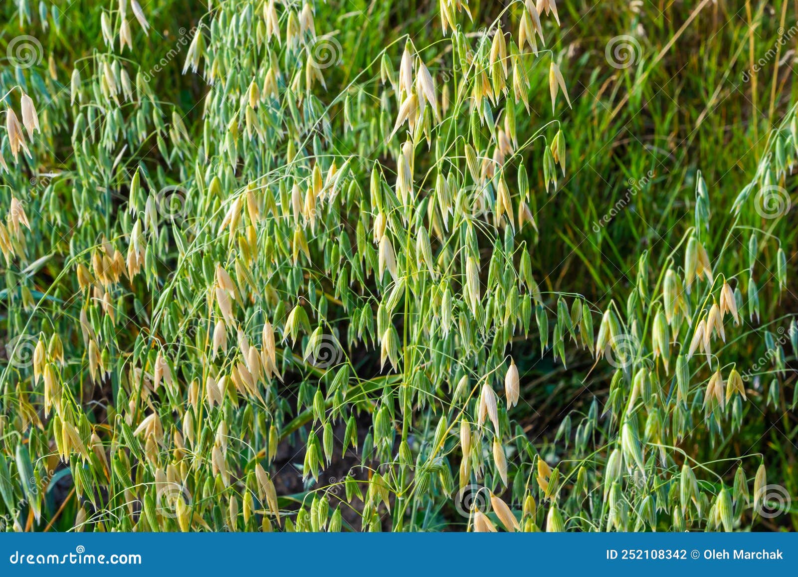 Avena Sativa, Common Oat, Cereal Grain Grown for Human Consumption As ...