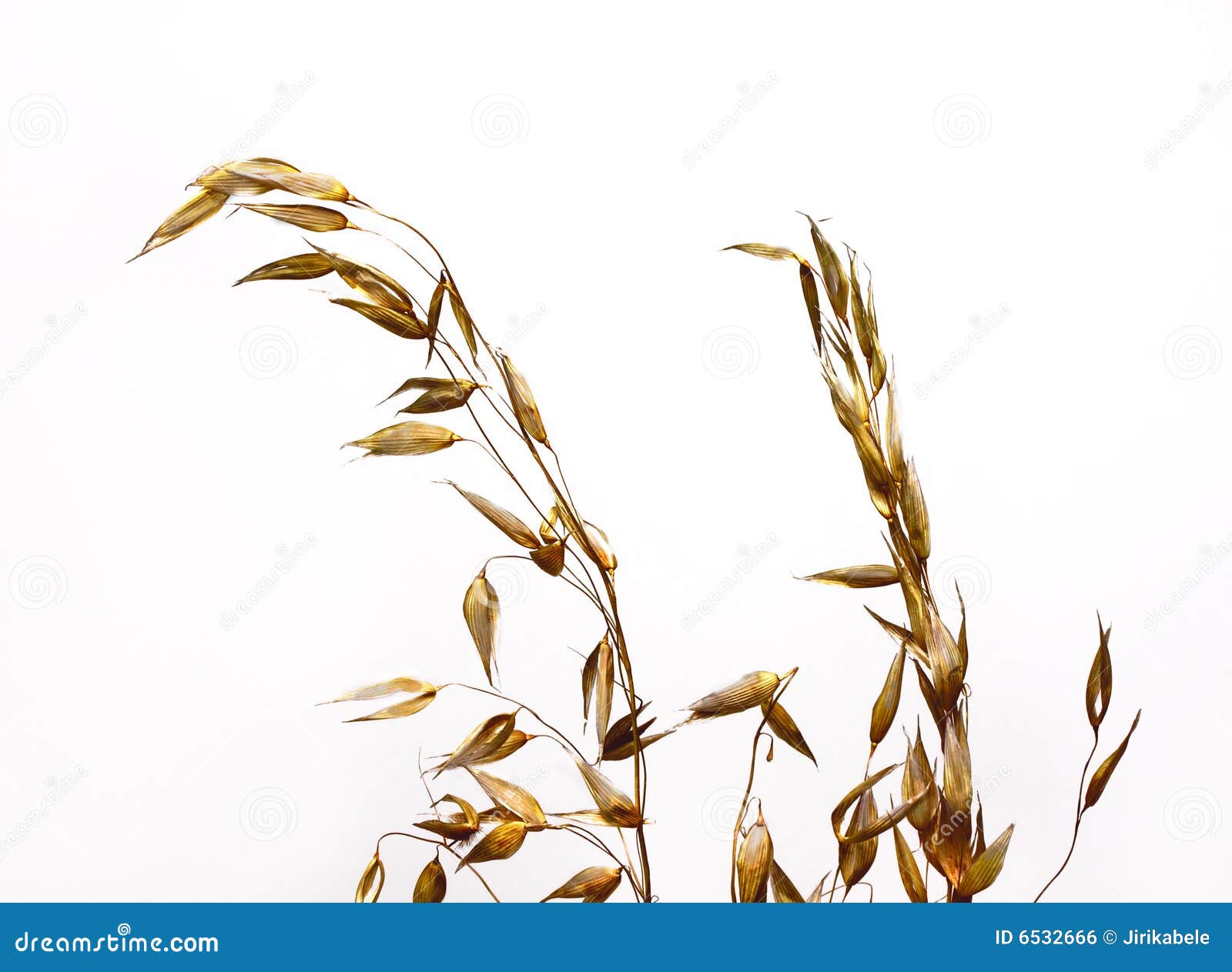 Avena selvatica fotografia stock. Immagine di seme, diretto - 6532666