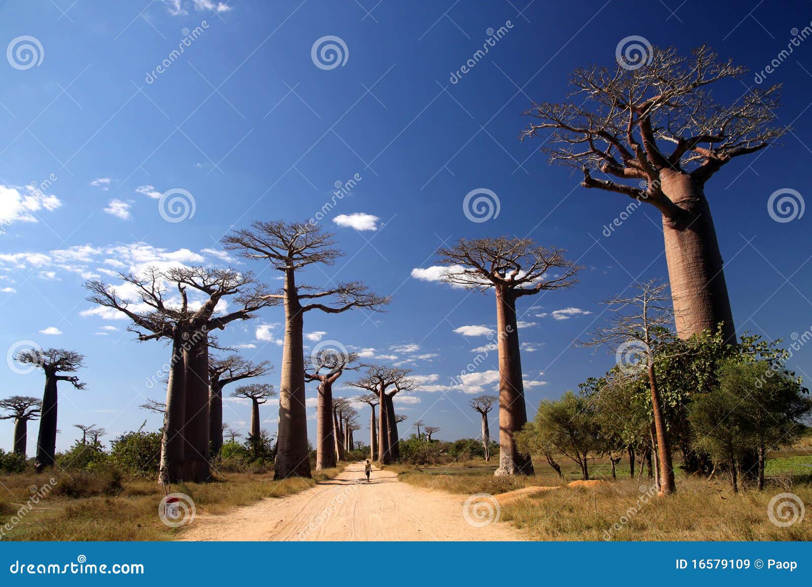 Avenida de Baobab stock image. Image of colourful, africa - 16579109