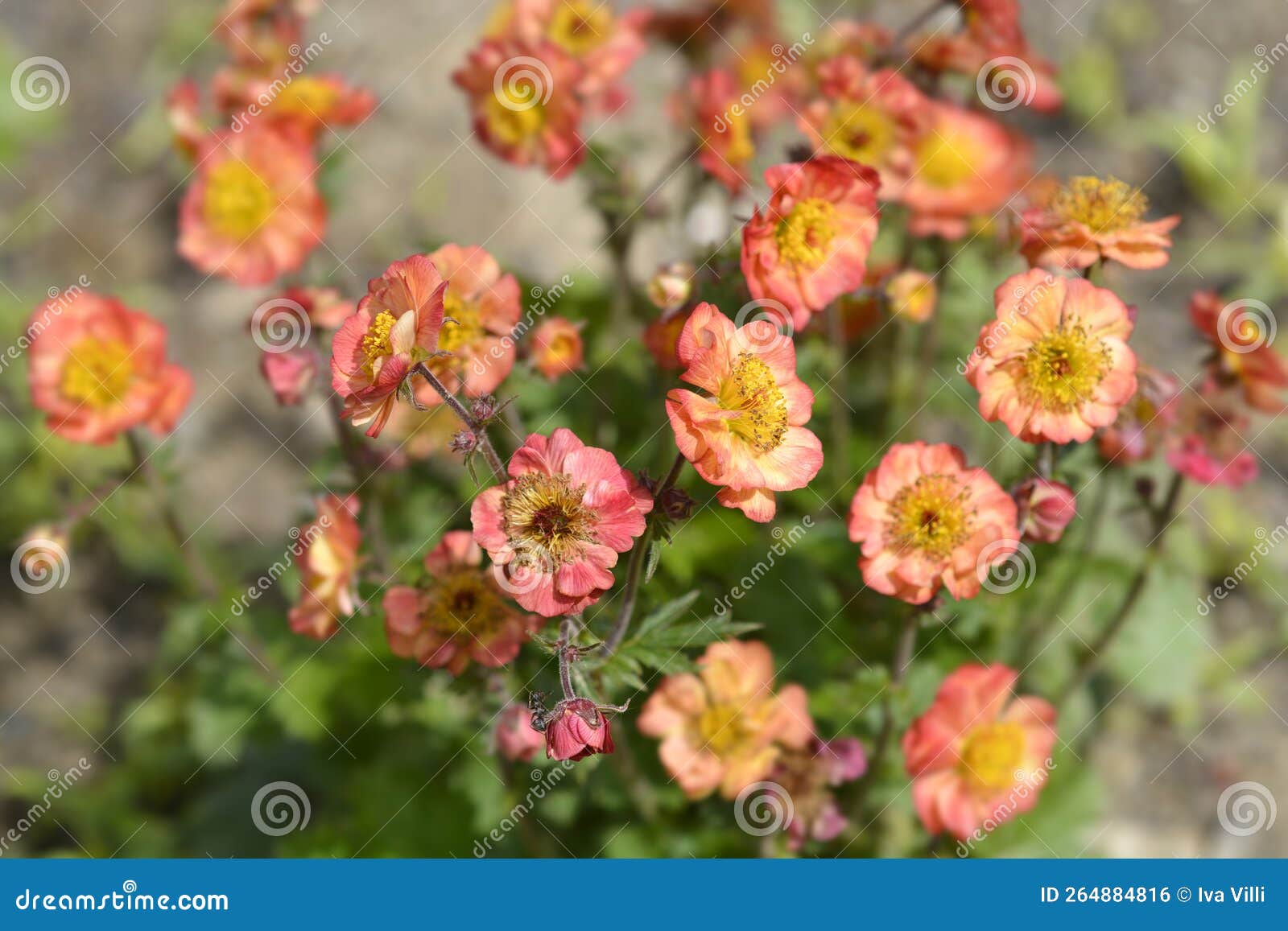 Avens Mango Lassi stock photo. Image of lassi, botany - 264884816