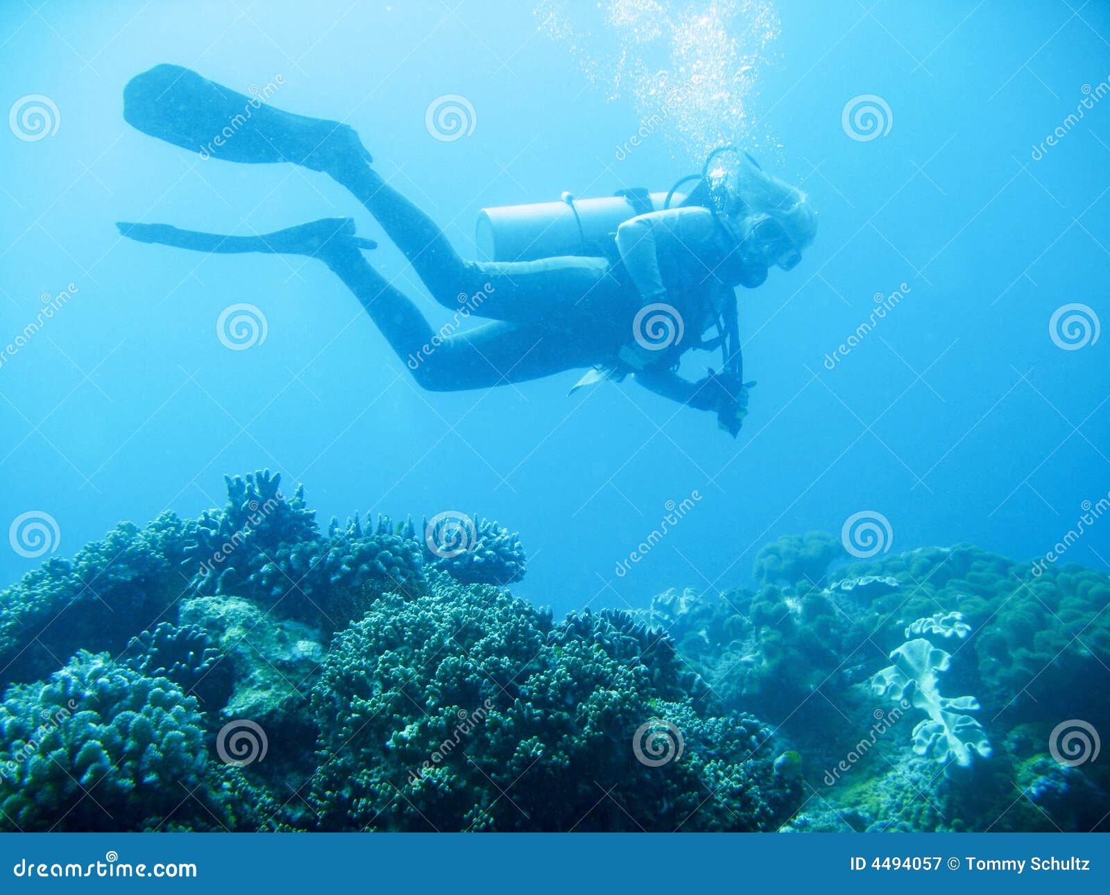 Aventura Tropical Del Buceo Con Escafandra Imagen de archivo - Imagen ...