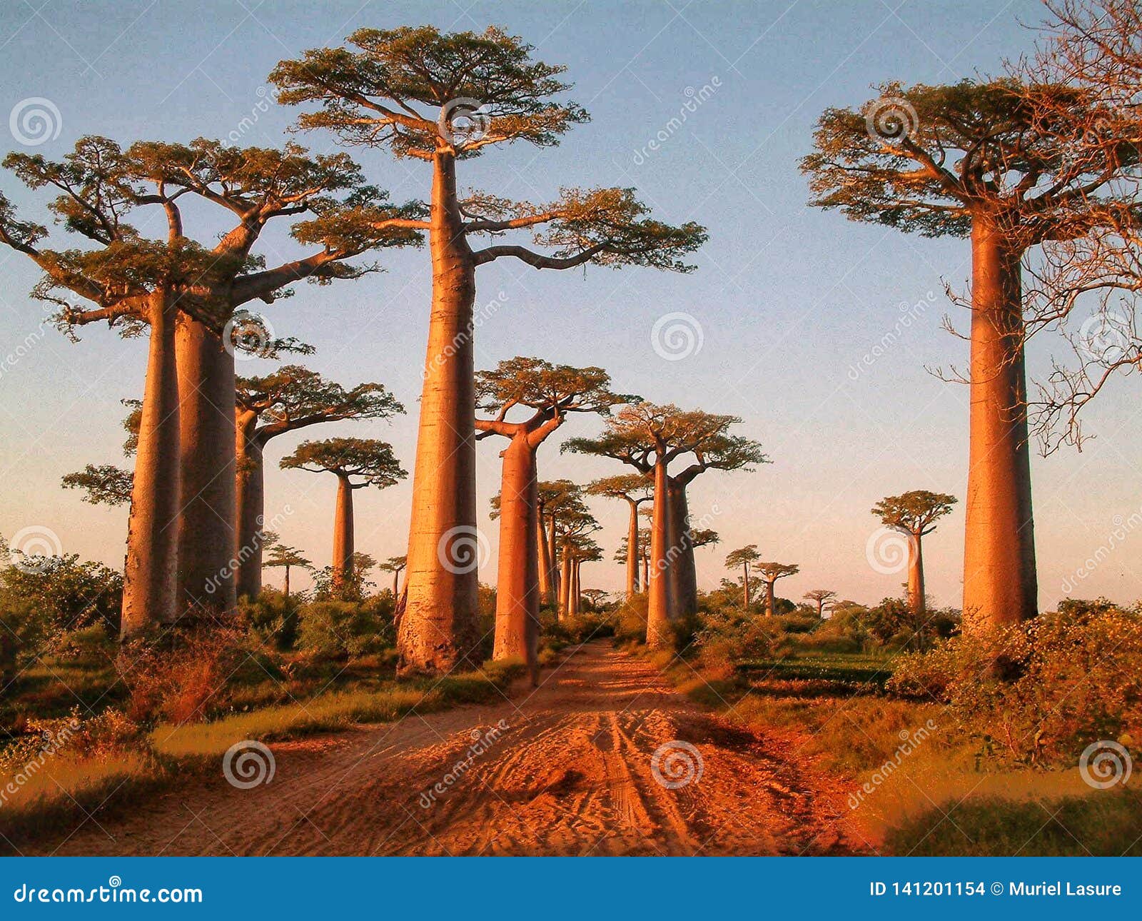 Baobabs In Savanna. Royalty-Free Stock Image | CartoonDealer.com #17804278