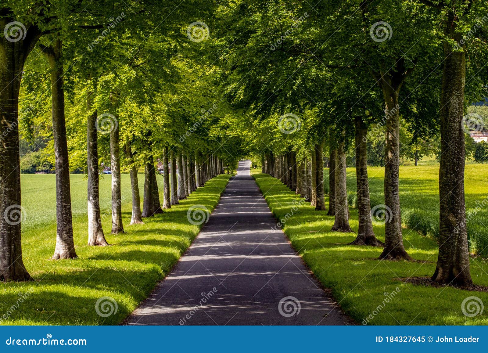 Avenue of Beautiful Trees in the Heart of the Dorset Countryside. Stock ...