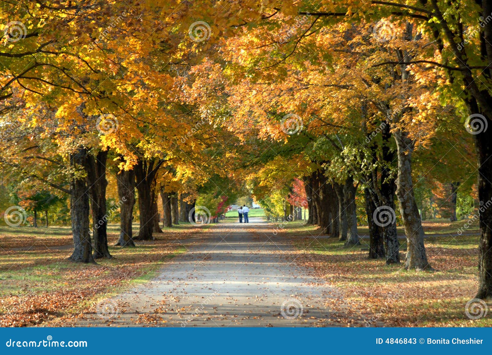 Avenue beneath the trees stock image. Image of falling - 4846843