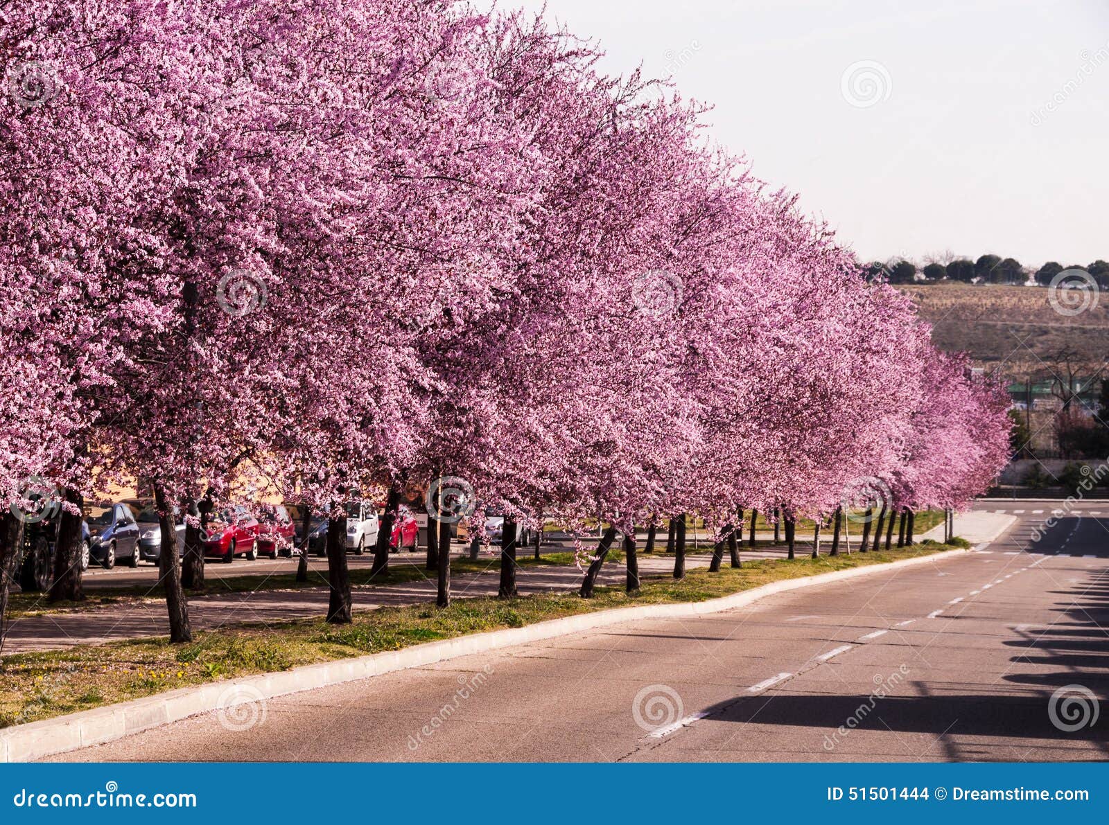 Avenue with Flowering Trees Stock Photo - Image of hazel, trees: 51501444