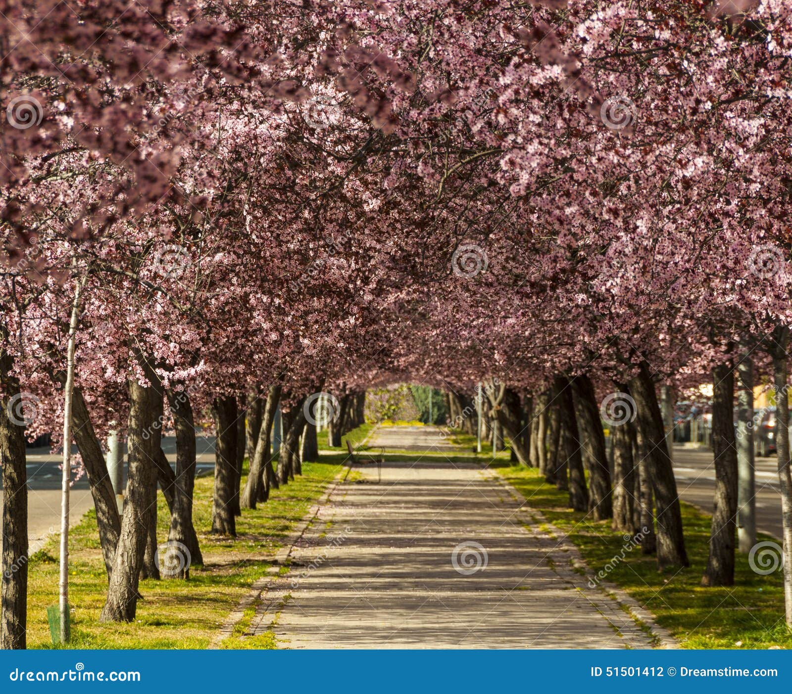Avenue between hazel stock photo. Image of white, flowers - 51501412