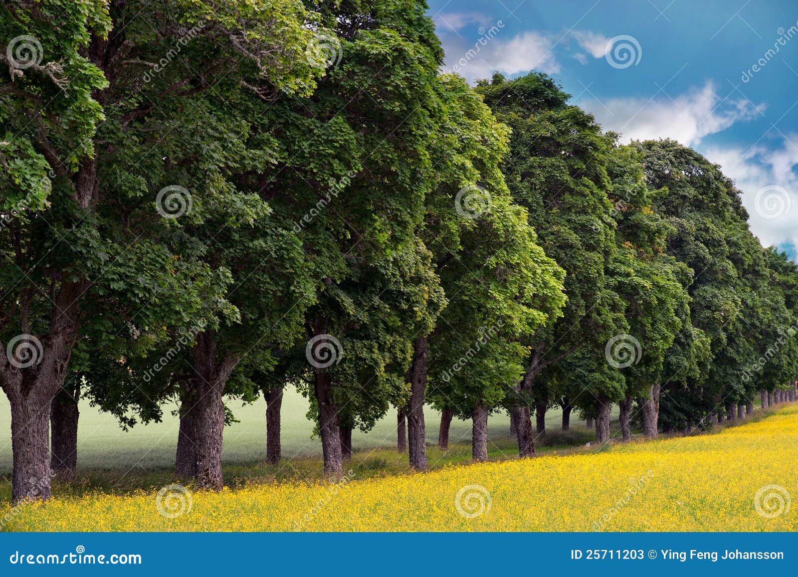 Avenue of maple trees stock image. Image of field, pasture - 25711203