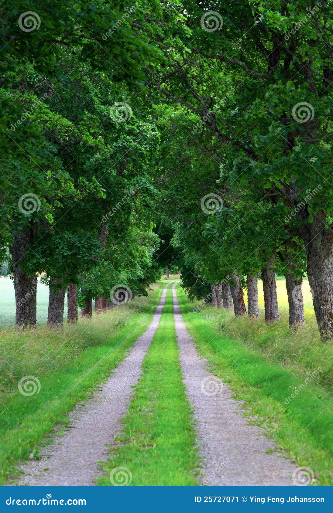 Avenue of maple trees stock image. Image of trees, maple - 25727071
