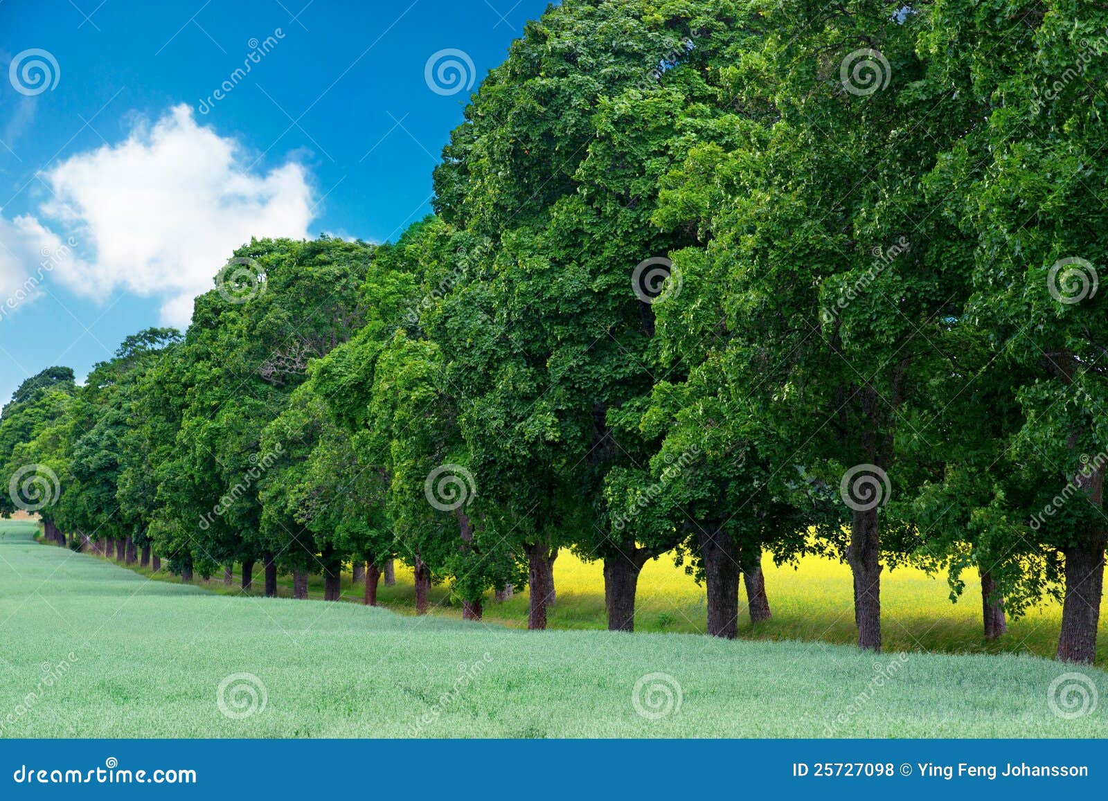 Avenue of maple trees stock photo. Image of landscape - 25727098