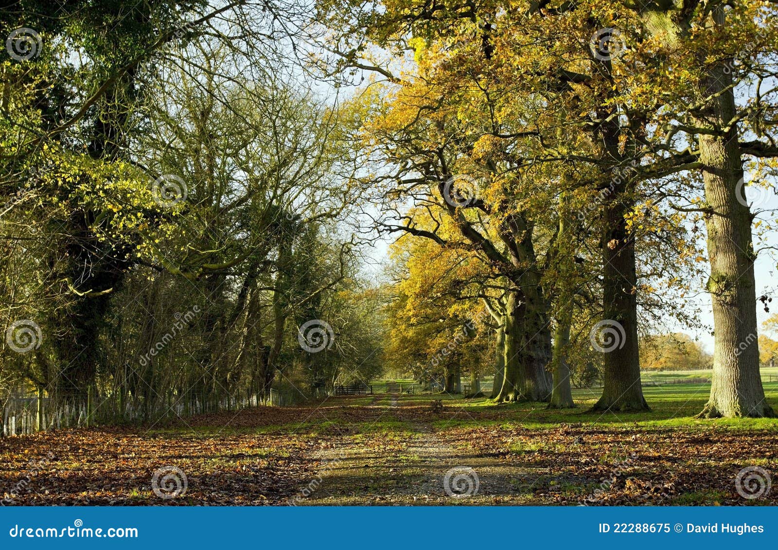Avenue of Oak and Ash Trees in Late Autumn Stock Image - Image of ...