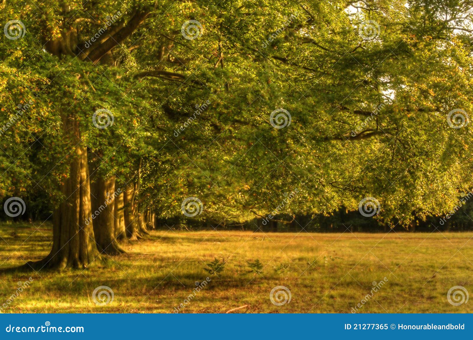 Avenue of Old Oak Trees in Last of Summer Sun Stock Image - Image of ...