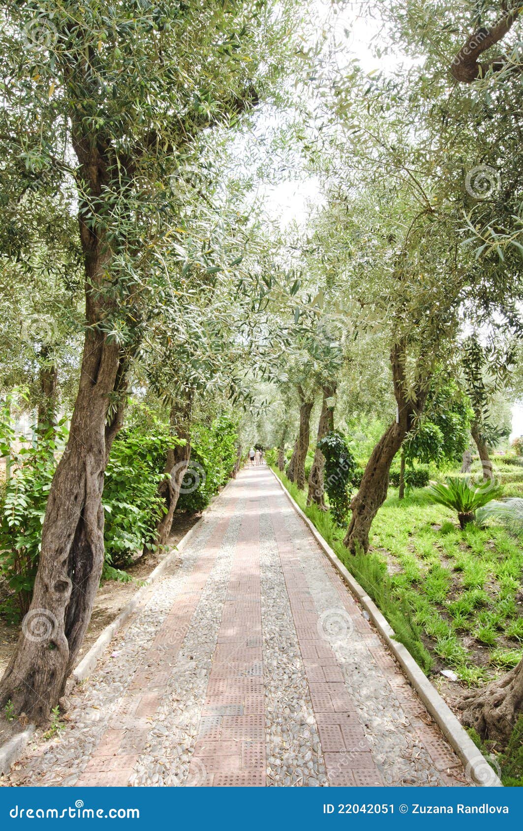 Avenue of olive trees stock image. Image of road, environment - 22042051