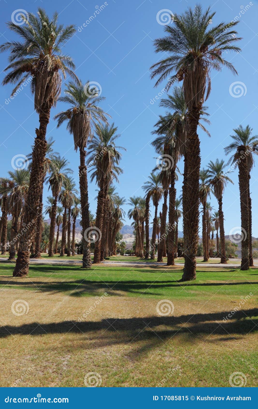 Avenue in the palm grove stock image. Image of nature - 17085815
