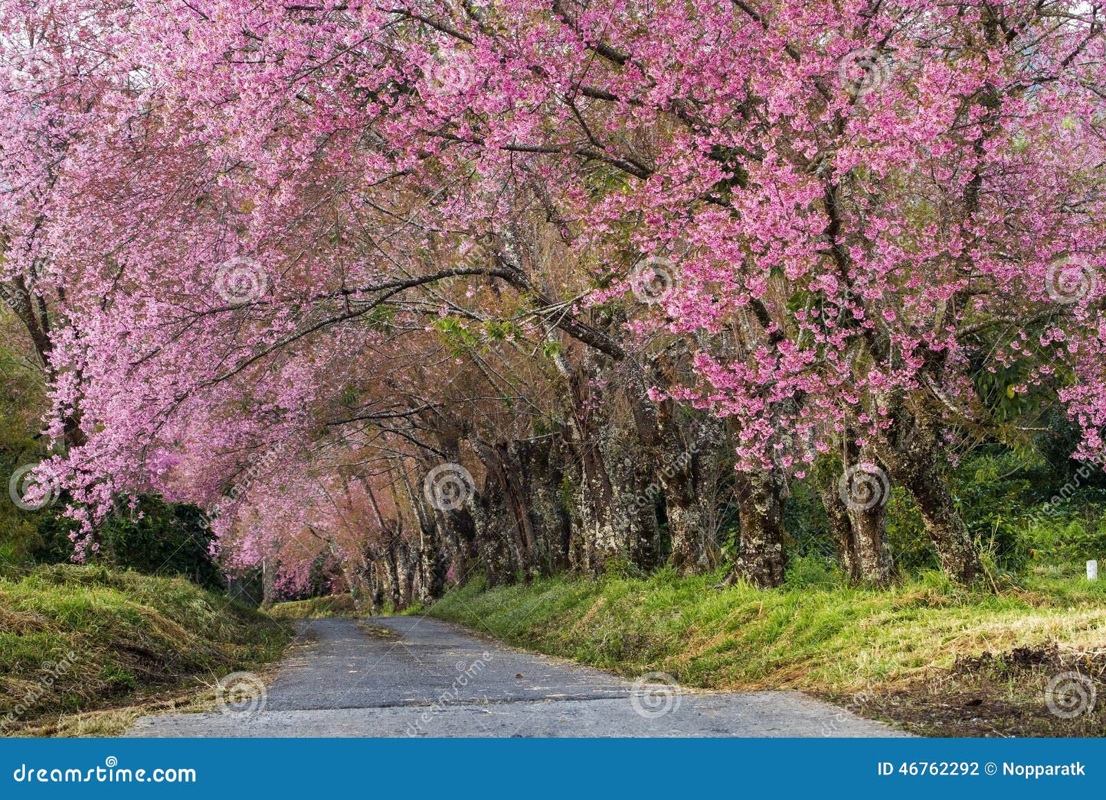 Avenue of Sakura stock photo. Image of lawn, natural - 46762292