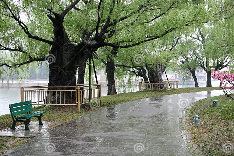 Avenue after spring rain stock image. Image of chinese - 4963211