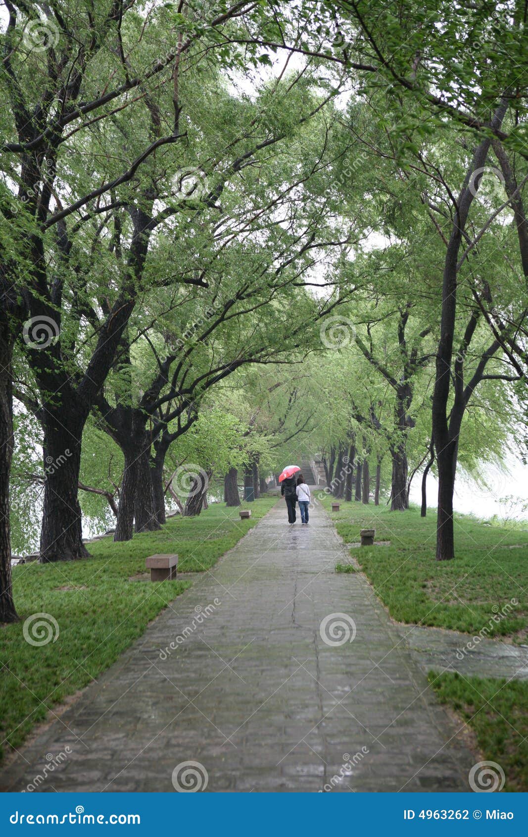Avenue after spring rain stock photo. Image of walking - 4963262