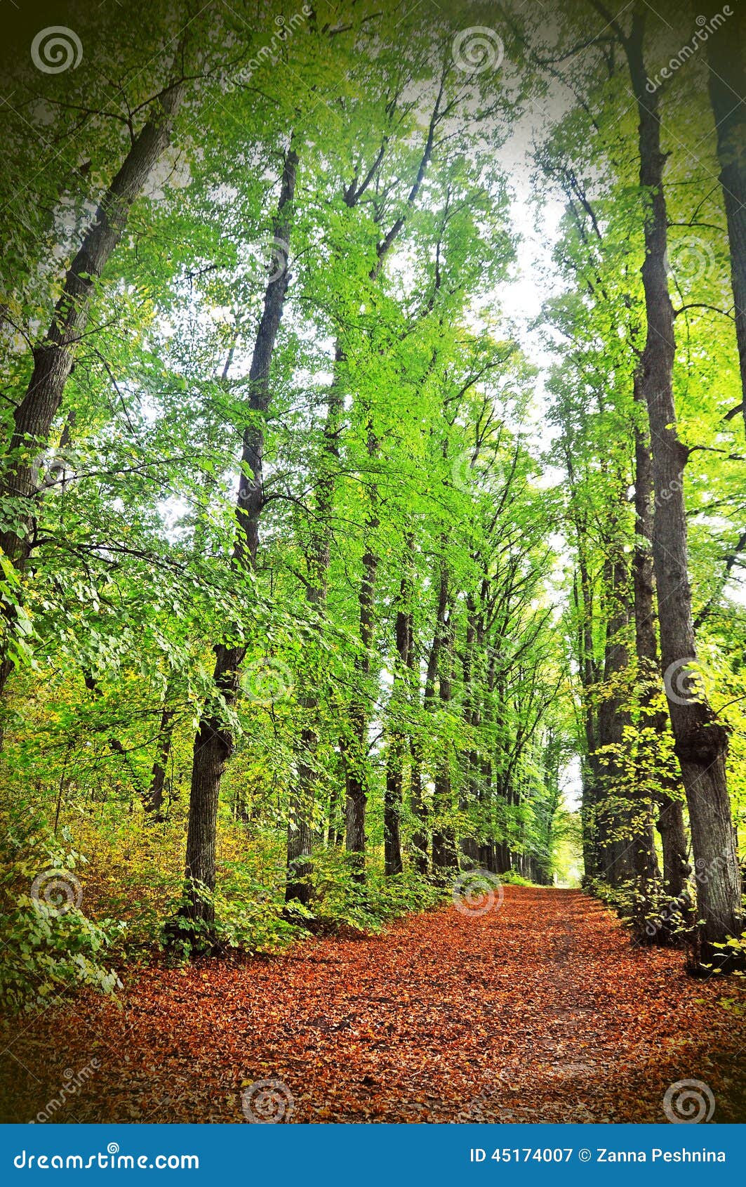 Avenue of tall trees, road stock image. Image of golden - 45174007