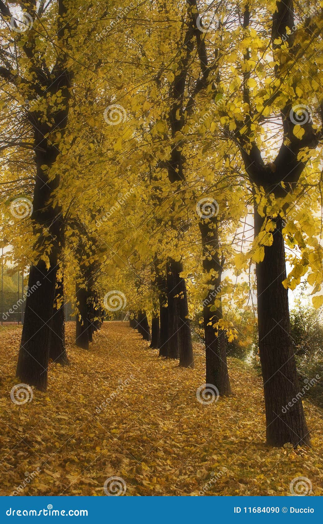 Avenue of trees stock photo. Image of nature, ecology - 11684090