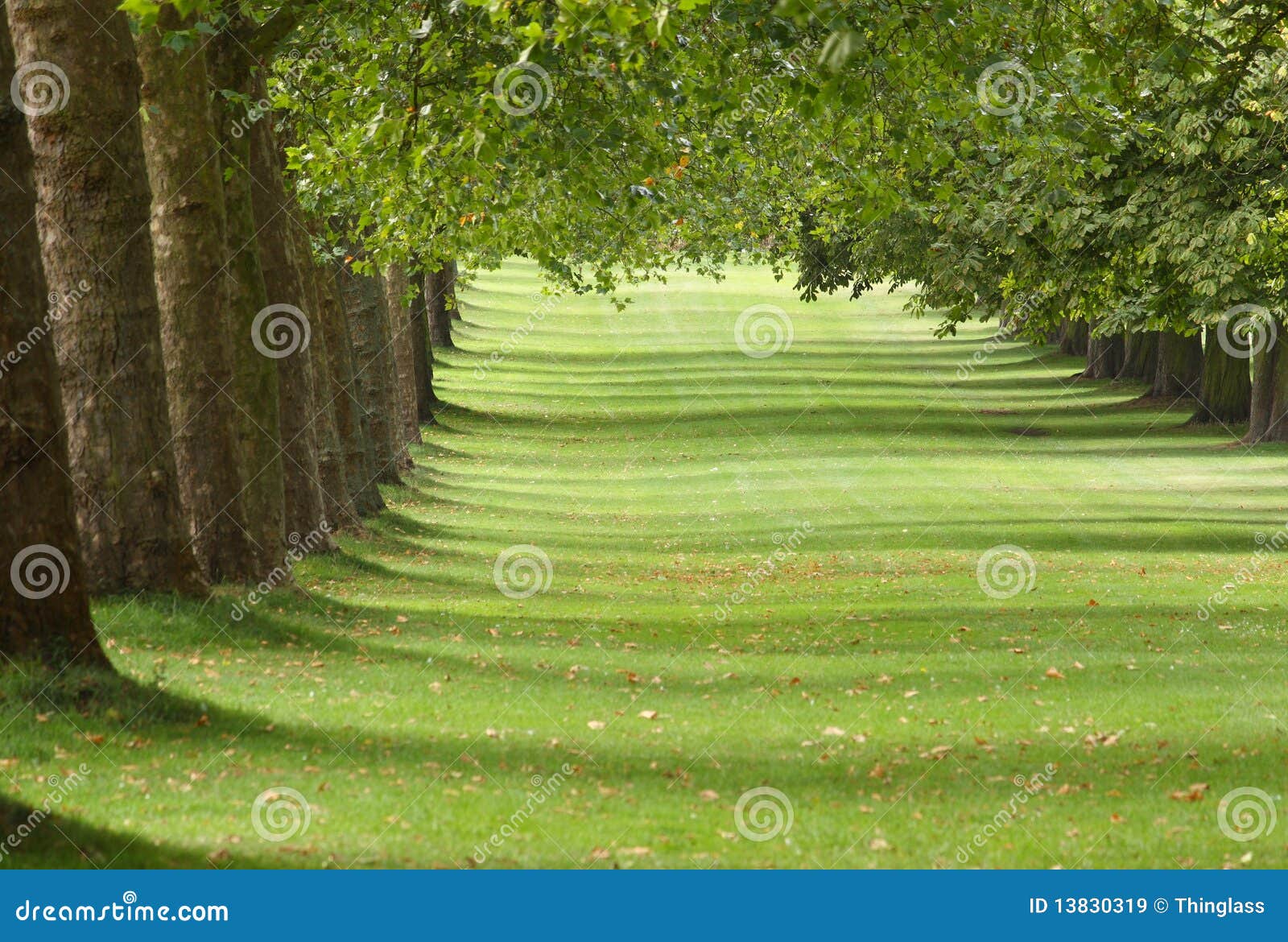 Avenue of Trees stock image. Image of trees, season, park - 13830319