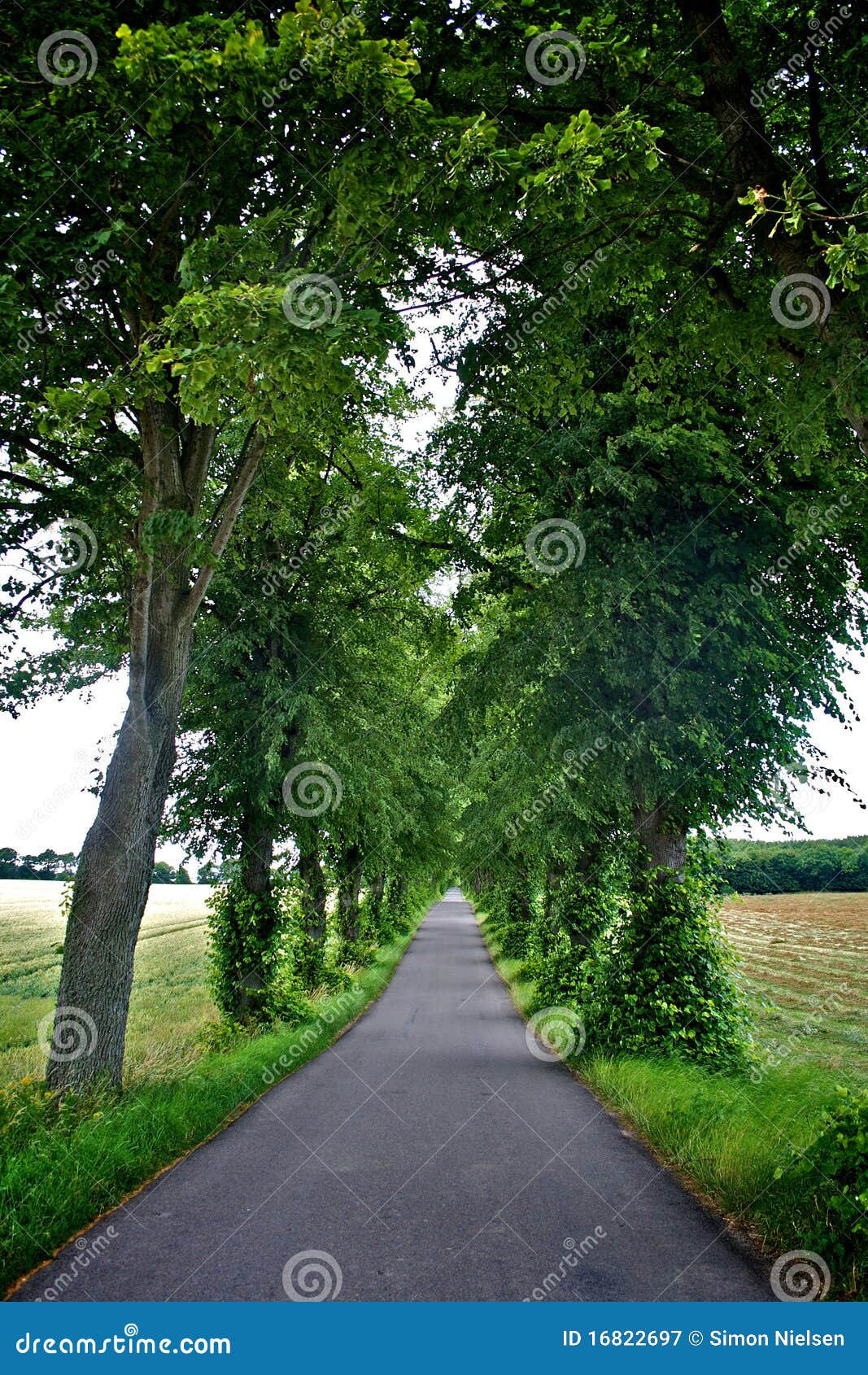 Avenue of trees stock image. Image of alley, center, green - 16822697