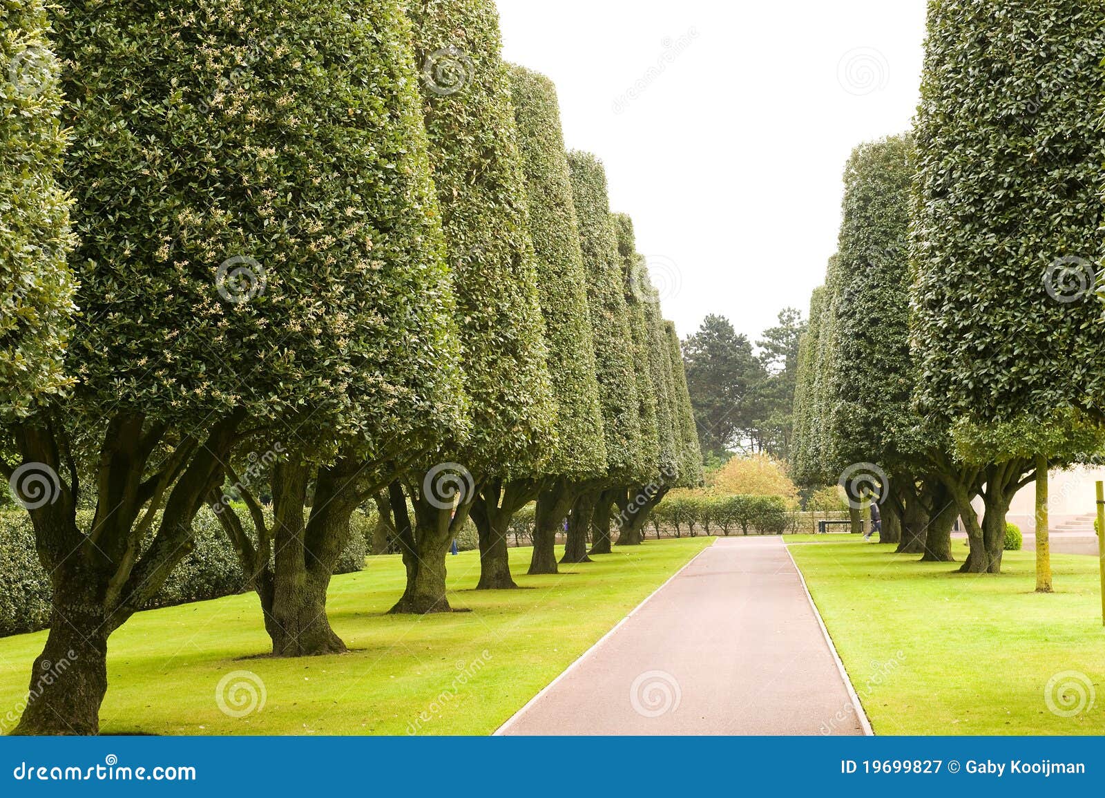 Avenue of trees stock image. Image of herb, lane, geometric - 19699827