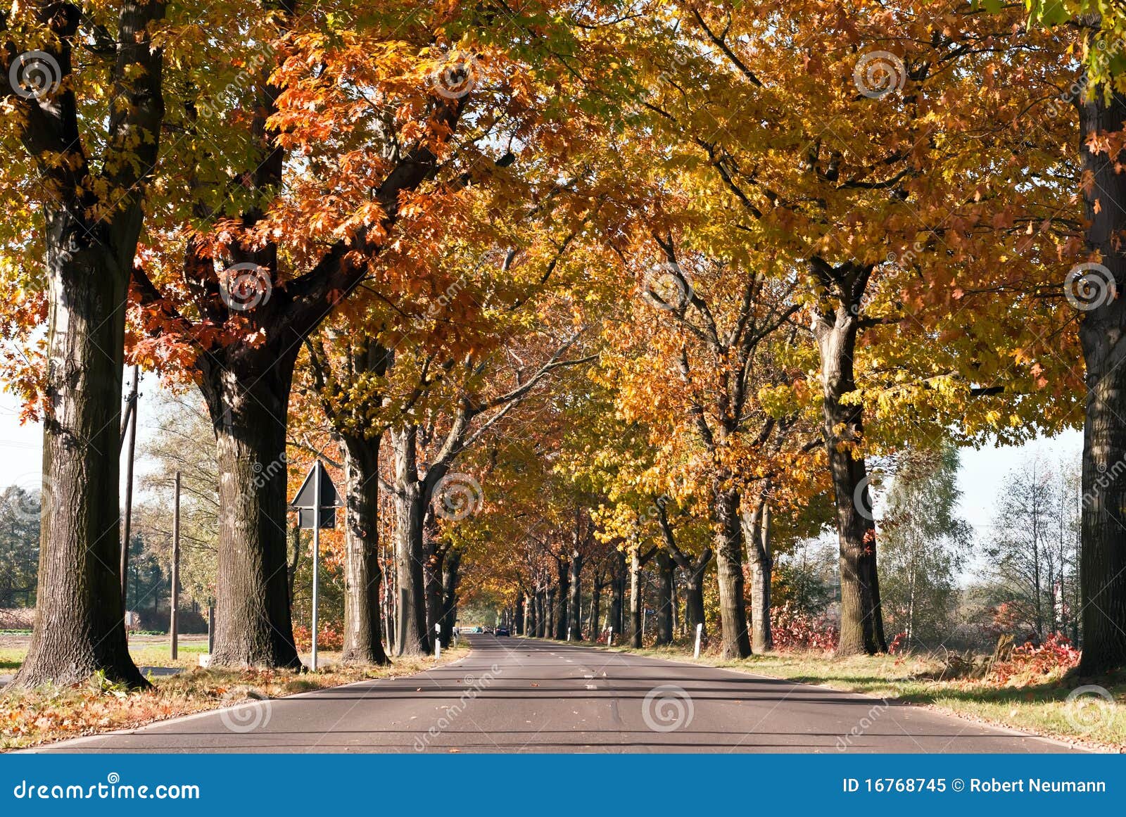 Avenue of trees across stock image. Image of country - 16768745