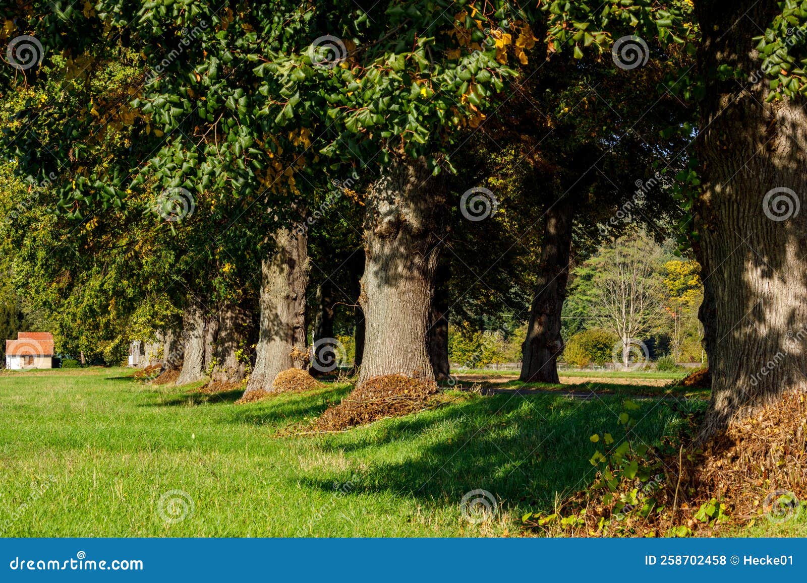 Avenue of Trees in autumn stock photo. Image of leaves - 258702458