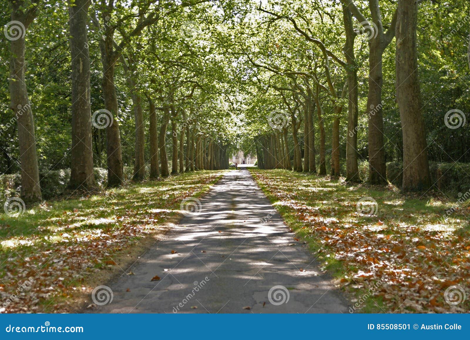 Avenue of Trees in Dappled Light. Stock Image - Image of arrival, trees ...