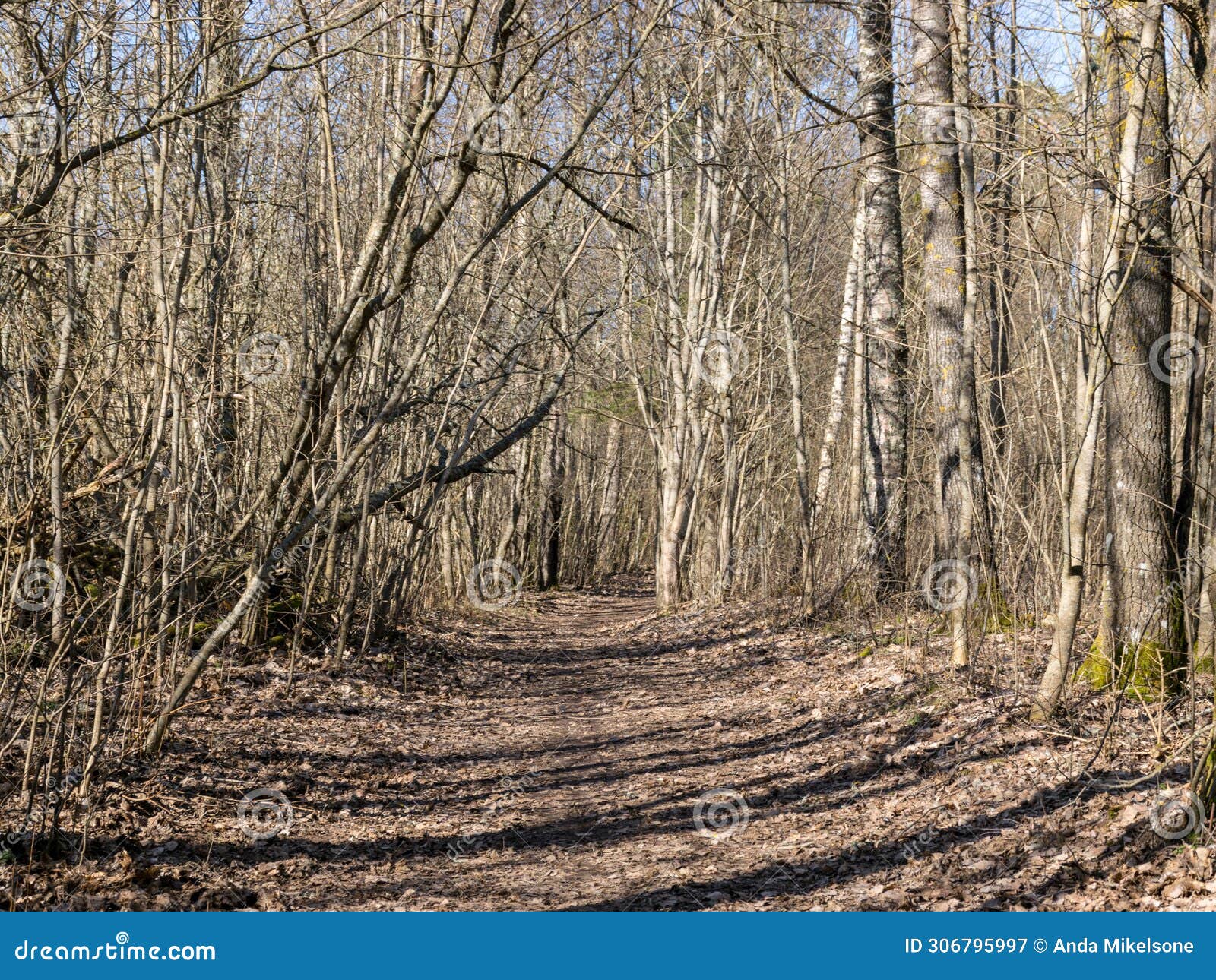 Avenue of Trees in Early Spring Stock Image - Image of season, rural ...