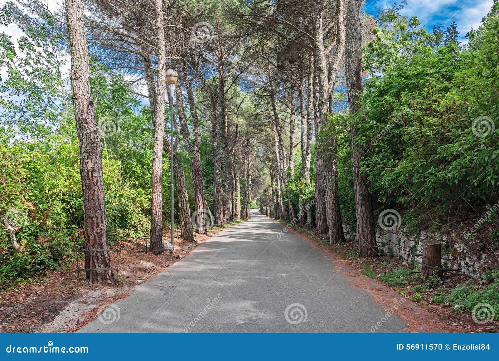 Avenue of trees stock photo. Image of park, driveway - 56911570