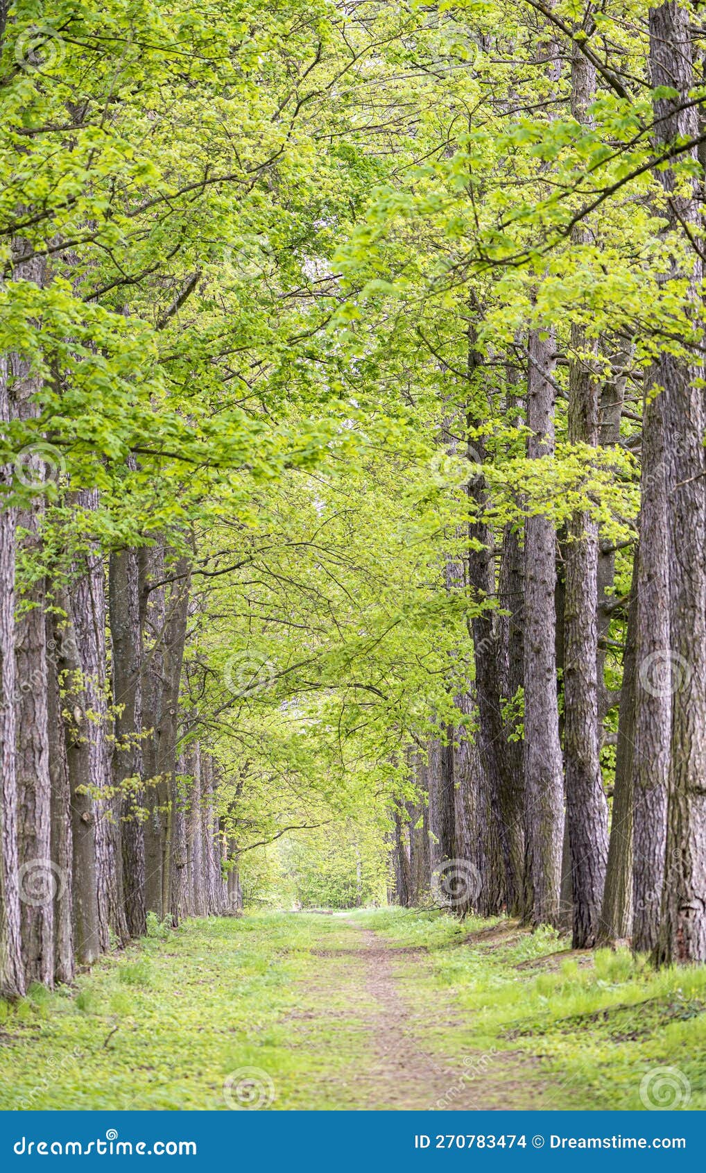 Avenue of Trees with Light Green Leaves in Spring Stock Photo - Image ...