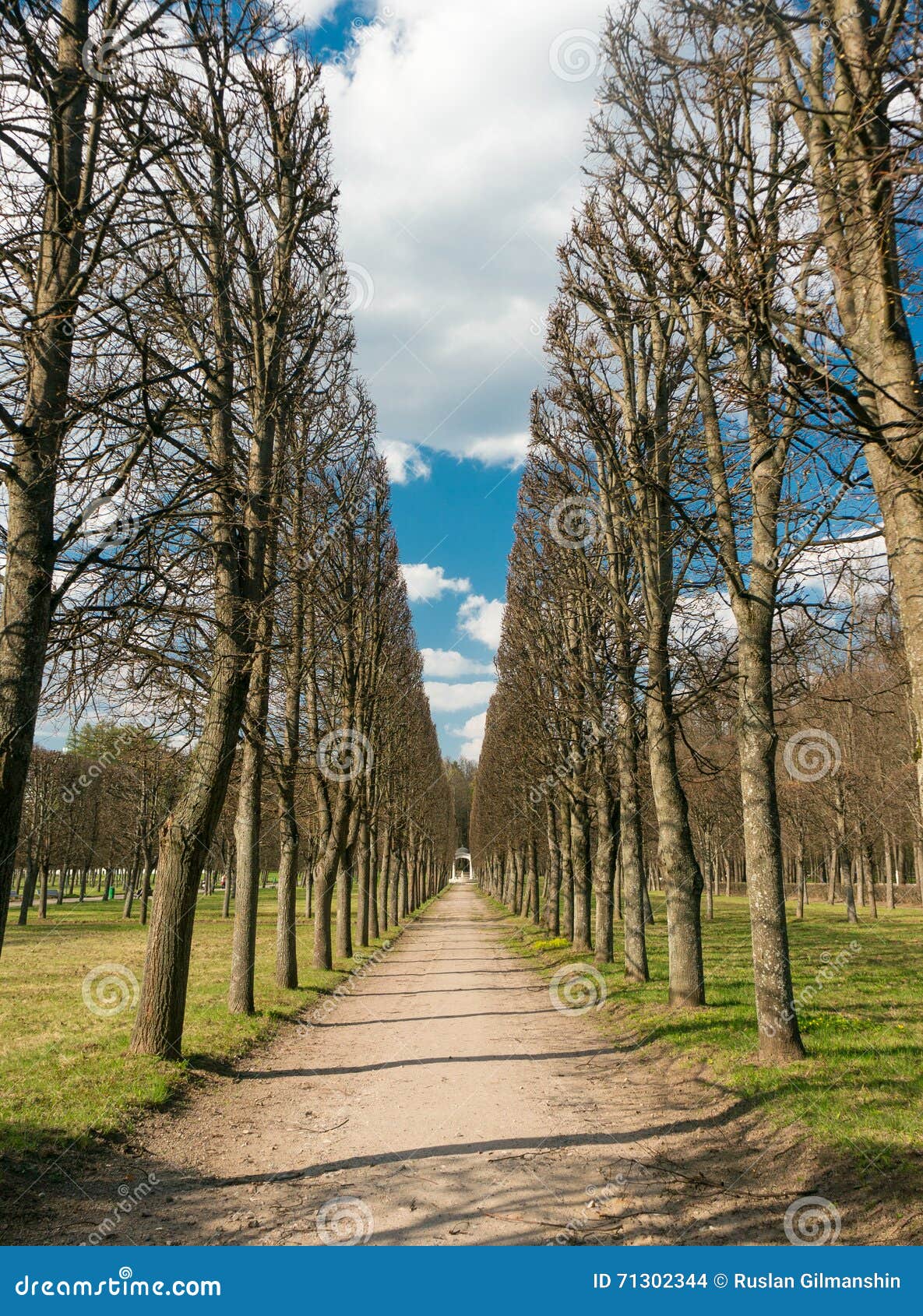 Avenue of Trees in the Park Stock Photo - Image of environment ...